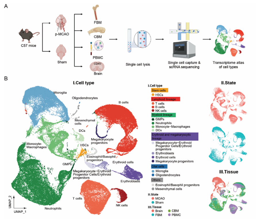 Neutrophil – Qibiao Guan